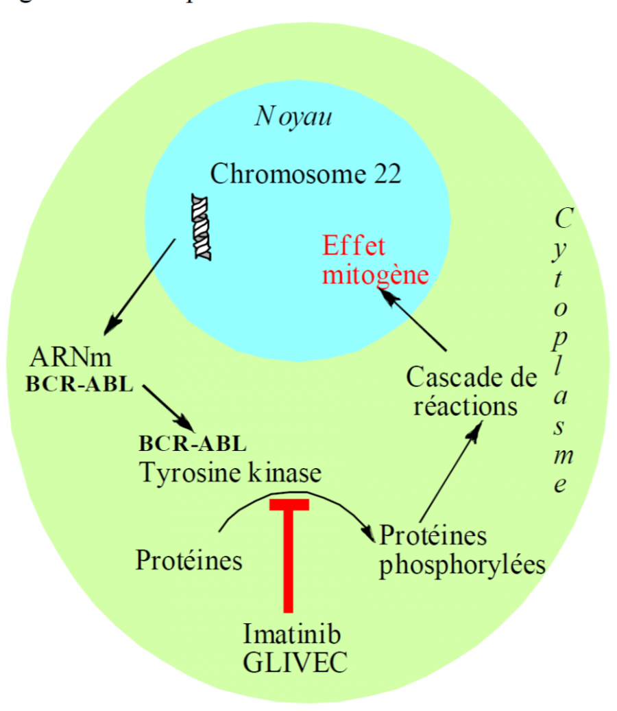 Inhibiteurs de protéines kinases – Pharmacorama